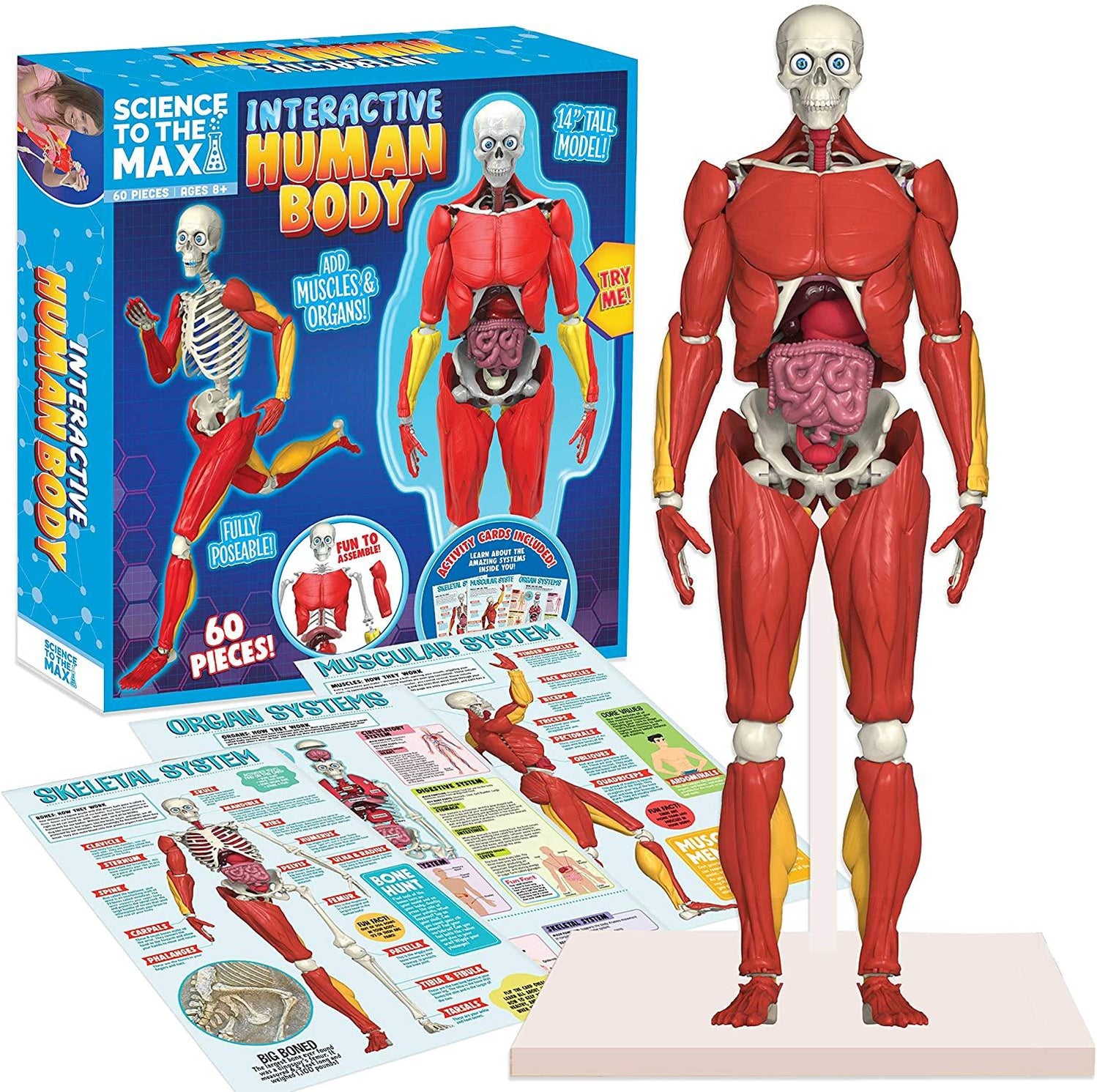 Interactive Human Body — Adventure Hobbies & Toys